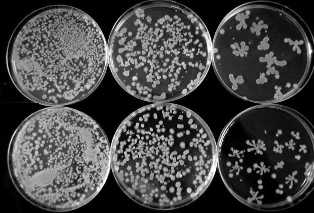 Persyaratan dan Pelaporan Perhitungan Koloni - Laboratorium ...