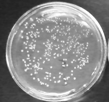 Persyaratan Pembuatan Media Pertumbuhan - Laboratorium Mikrobiologi Standar